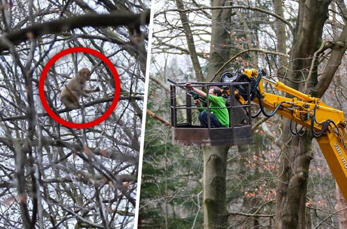Waterspuit hielp niet, maar uiteindelijk is ook laatste ontsnapte aap ...