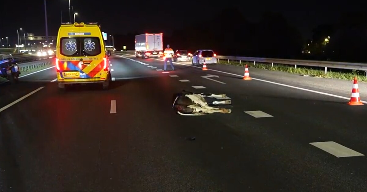 Wie draait op voor de kosten als je een koe aanrijdt (en waarom dat net ...