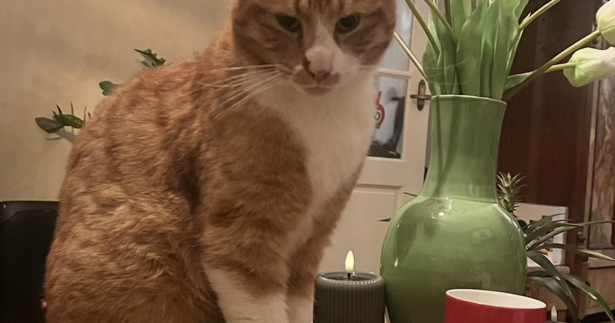 Heb jij Fredje Red gezien? Dit huisdier wordt in De Wolden vermist ...