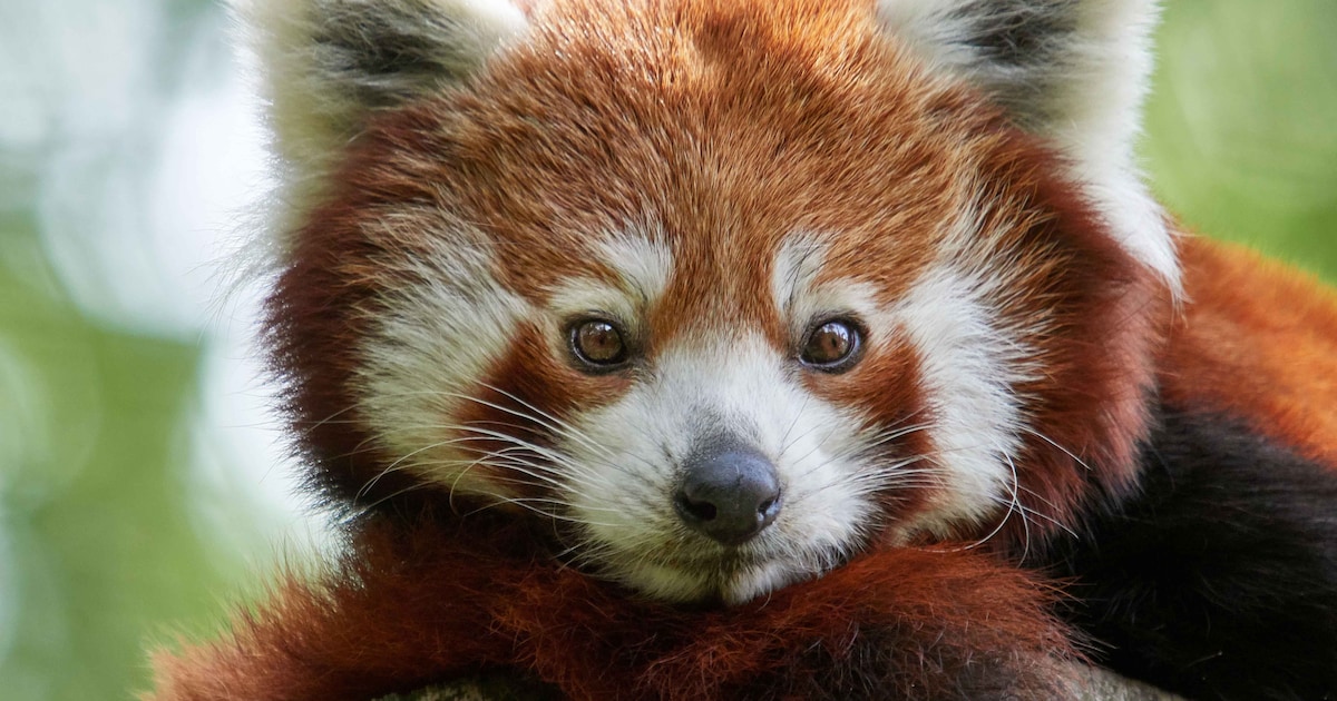 Rode panda’s winnaars Wilde Wildlife Week DierenPark Amersfoort: hulp ...