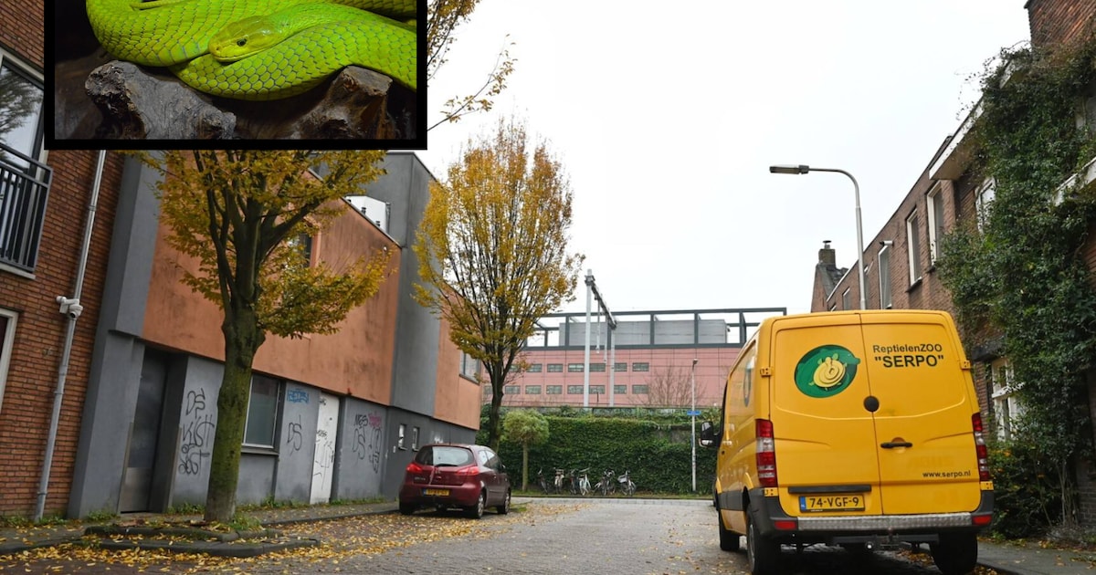 Zeer giftige slang ontsnapt in Tilburg, inzet speurhond levert niks op ...