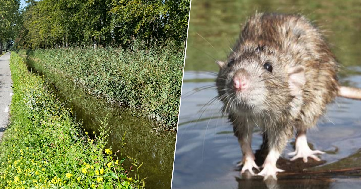 41 graden koorts, enorm trillen en zwarte gal spugen: Cees werd ...