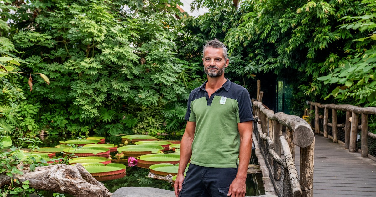 Verzorger Janno Weerman dolblij met geboorte kuifhert in Blijdorp: ‘Hij ...