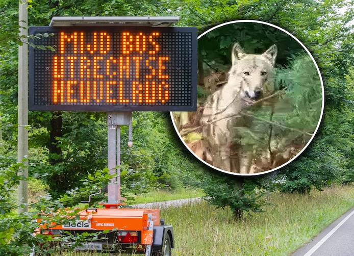 Wat wil jij nog weten over de wolf op de Utrechtse Heuvelrug? Laat het ...