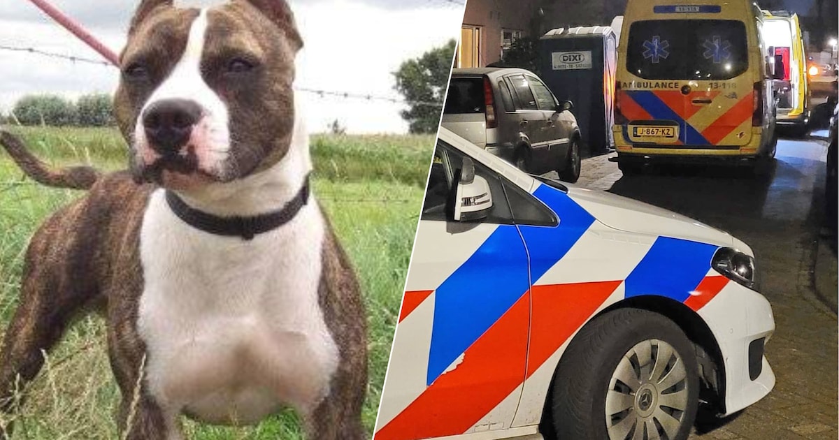 Baasje dat eigen hond Jax doodstak na ruzie met vrouw ligt met 79 ...