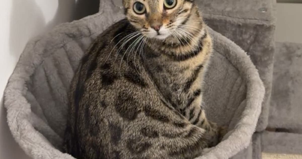 Heb jij Layla gezien? Dit huisdier wordt in Oudewater vermist | Regio ...