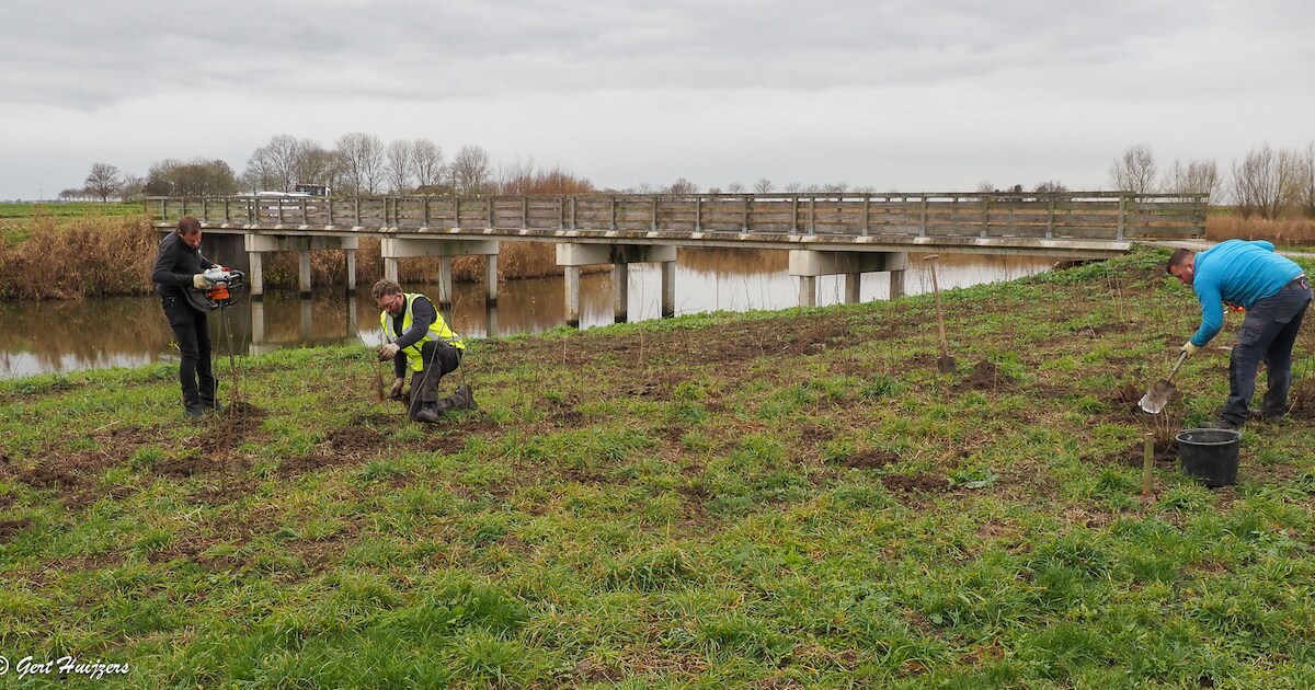 Honderden struiken helpen insecten in Hoeksche Waard naar de volgende ...