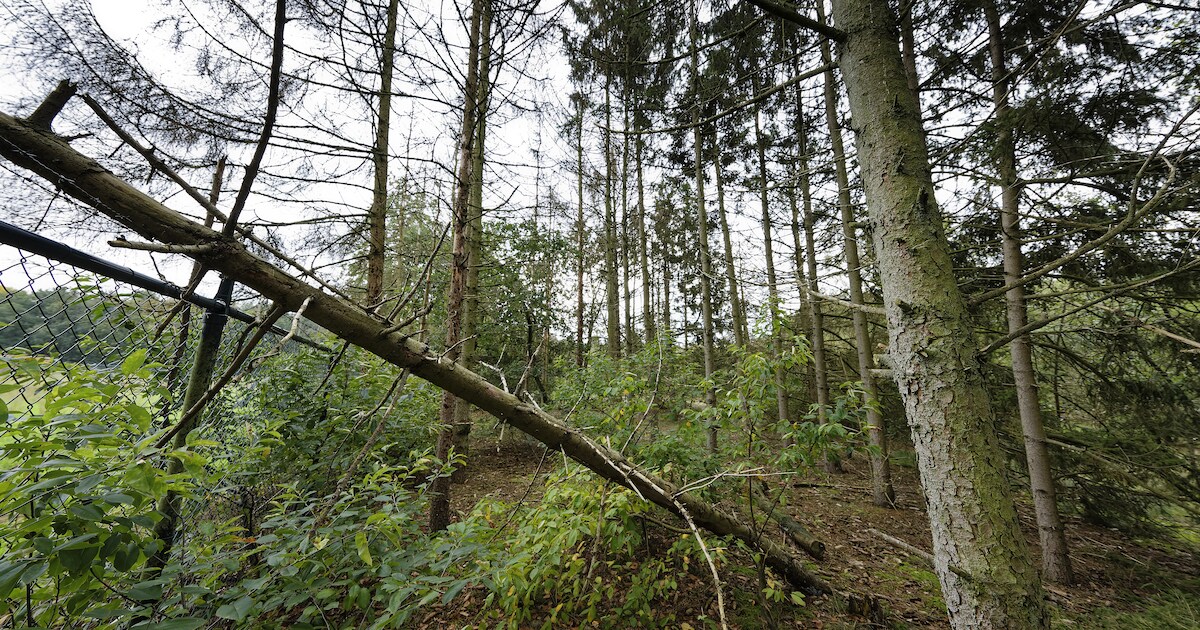 Bomen met oranje of rode streep in Soest worden omgezaagd | Regio | AD.nl