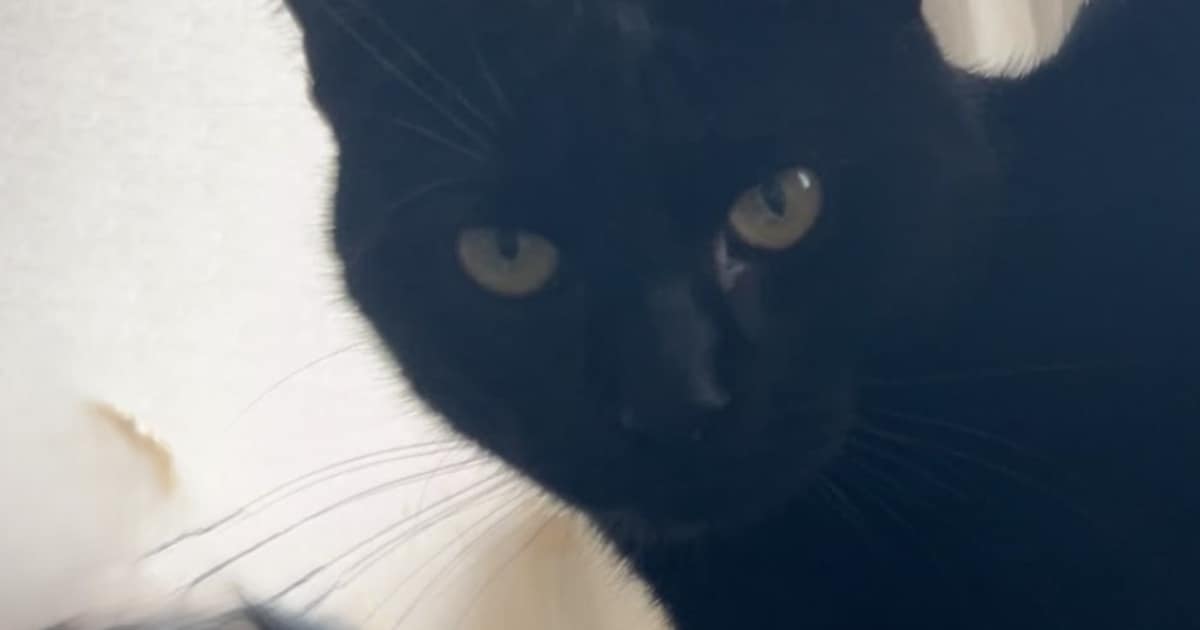 Heb jij Benji, Coco of Dino gezien? Deze 22 huisdieren worden in Den ...