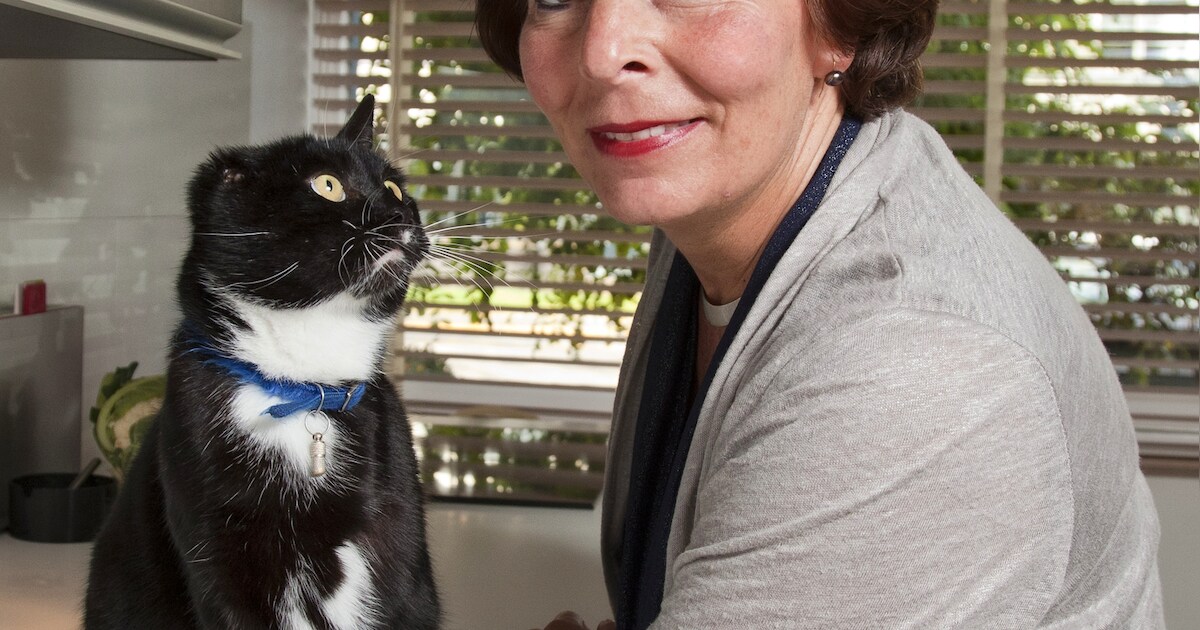 Zwaar gehavende kat happy, ondanks al zijn gemis | Amersfoort | AD.nl