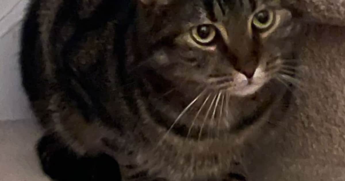 Heb jij Tommy gezien? Dit huisdier wordt in Heiloo vermist | Regio | AD.nl