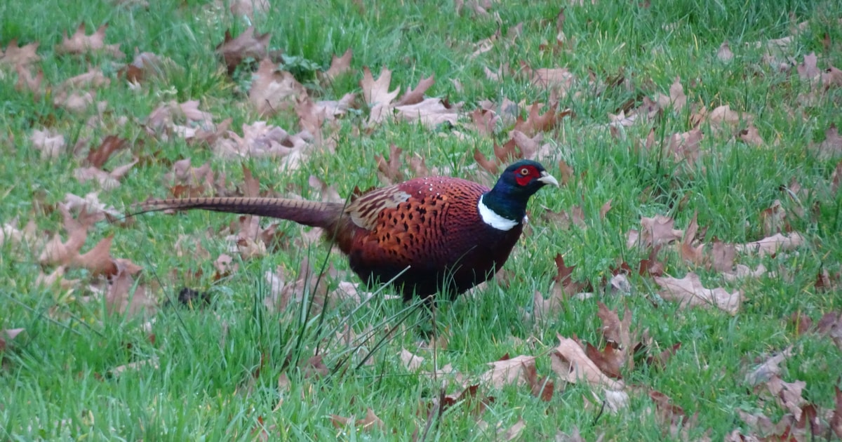 5000 fazanten moeten afgemaakt na vaststelling vogelgriep in Achterhoek ...