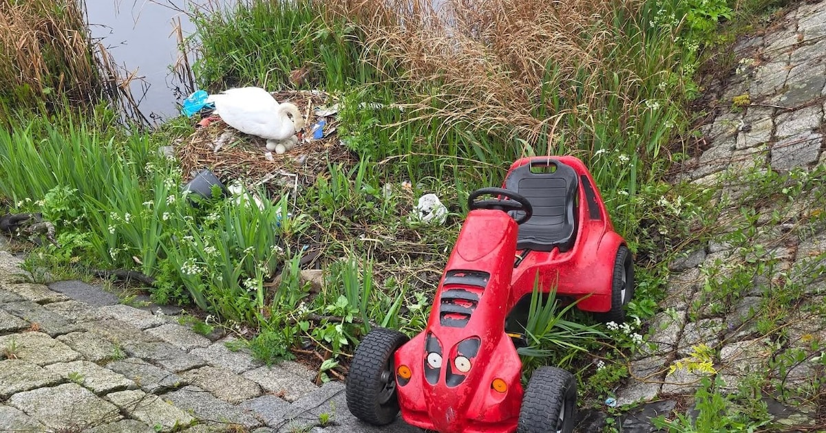 Skelter van 60 kilo naar zwanennest gegooid: ‘Moet door meerdere mensen ...