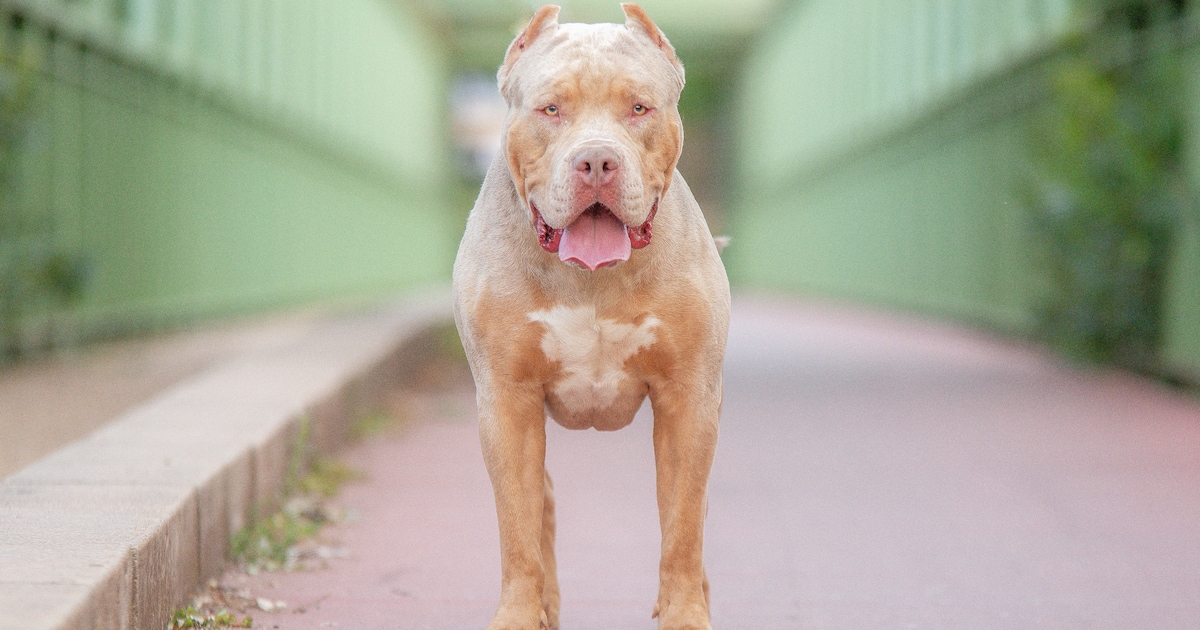 Al meerdere dodelijke incidenten: waarom is de American bully XL in ...