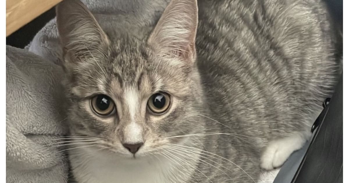 Heb jij Poppy-Lou gezien? Dit huisdier wordt in Edam-Volendam vermist ...