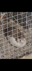 Heb jij Cloé of Luna gezien? Deze twee huisdieren worden in Winterswijk ...