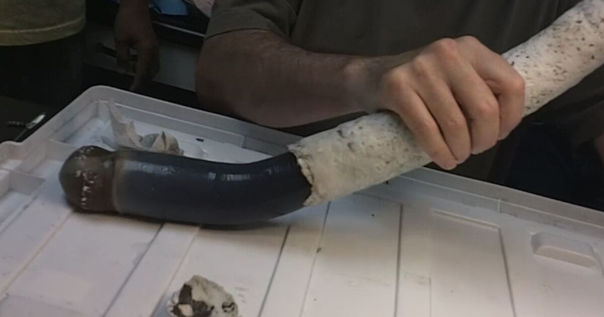 Wetenschappers ontdekken angstaanjagende reuzenworm | Wetenschap | AD.nl