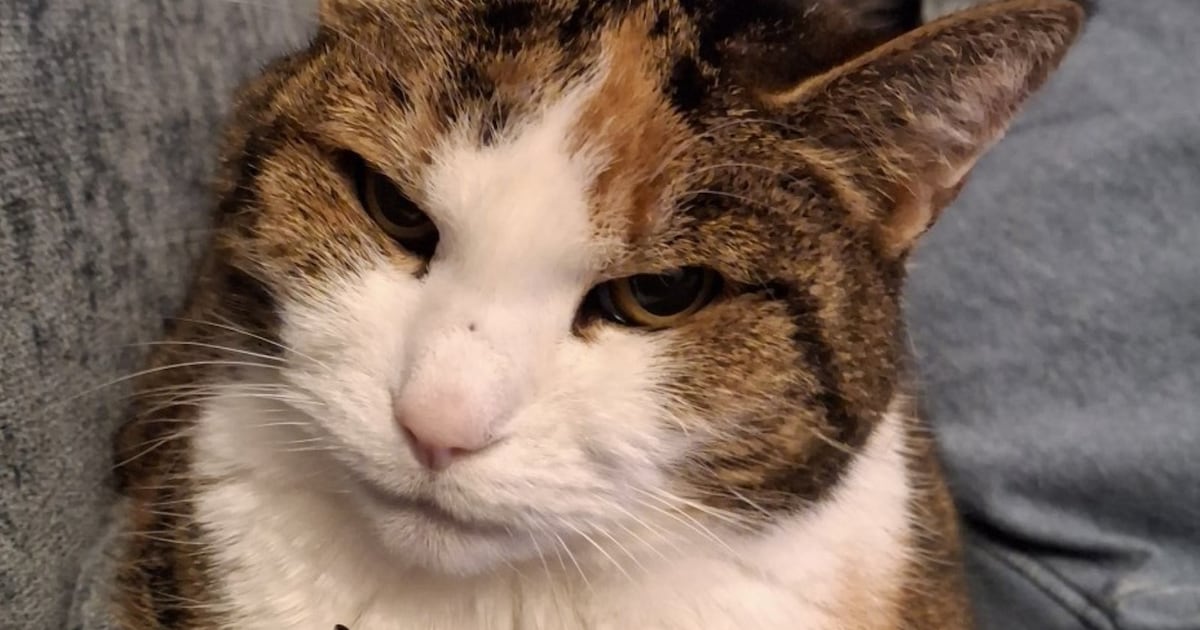 Heb jij Bikkel gezien? Dit huisdier wordt in Zuidplas vermist | Regio ...