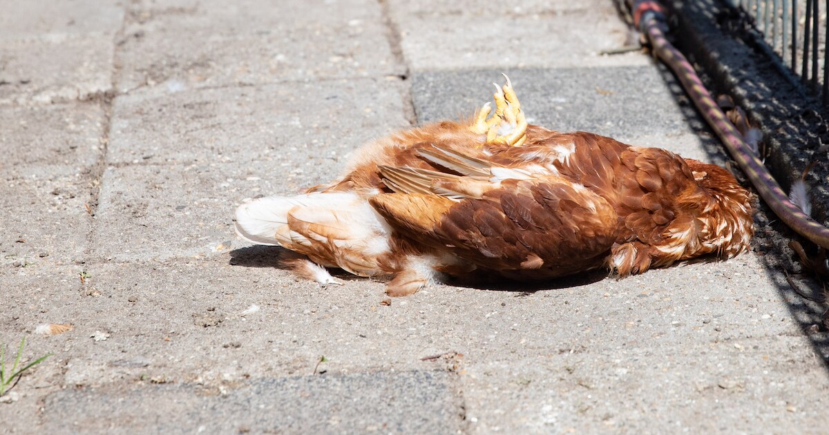 Politie treft hok vol dode kippen aan in Raalte: ‘Op gruwelijke wijze ...