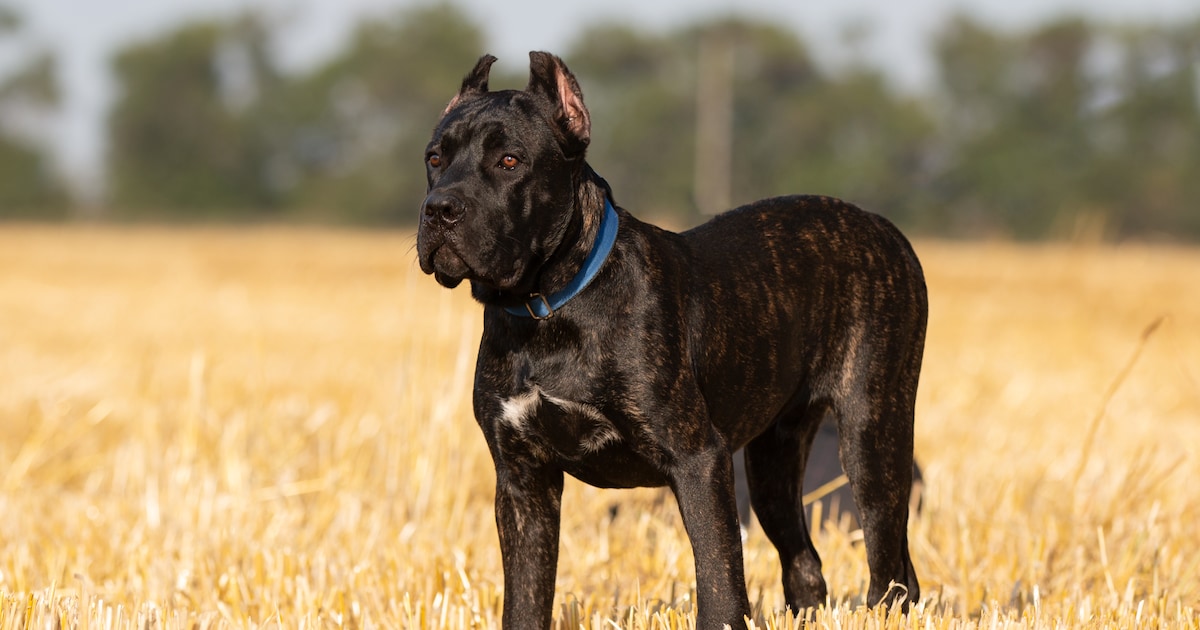 Hond Buddy mag dood van de rechter, zijn gedrag is niet te verbeteren ...
