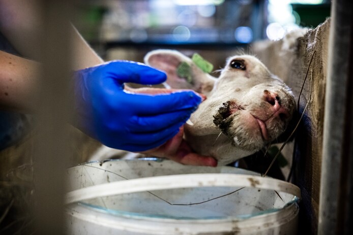 NVWA: afgelopen week één nieuw geval van gevreesde schapenziekte in ...