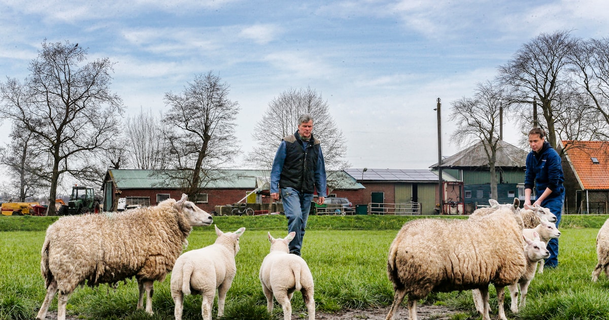 Geen weiland vol, maar slechts paar lammetjes in de wei: gevolgen ...