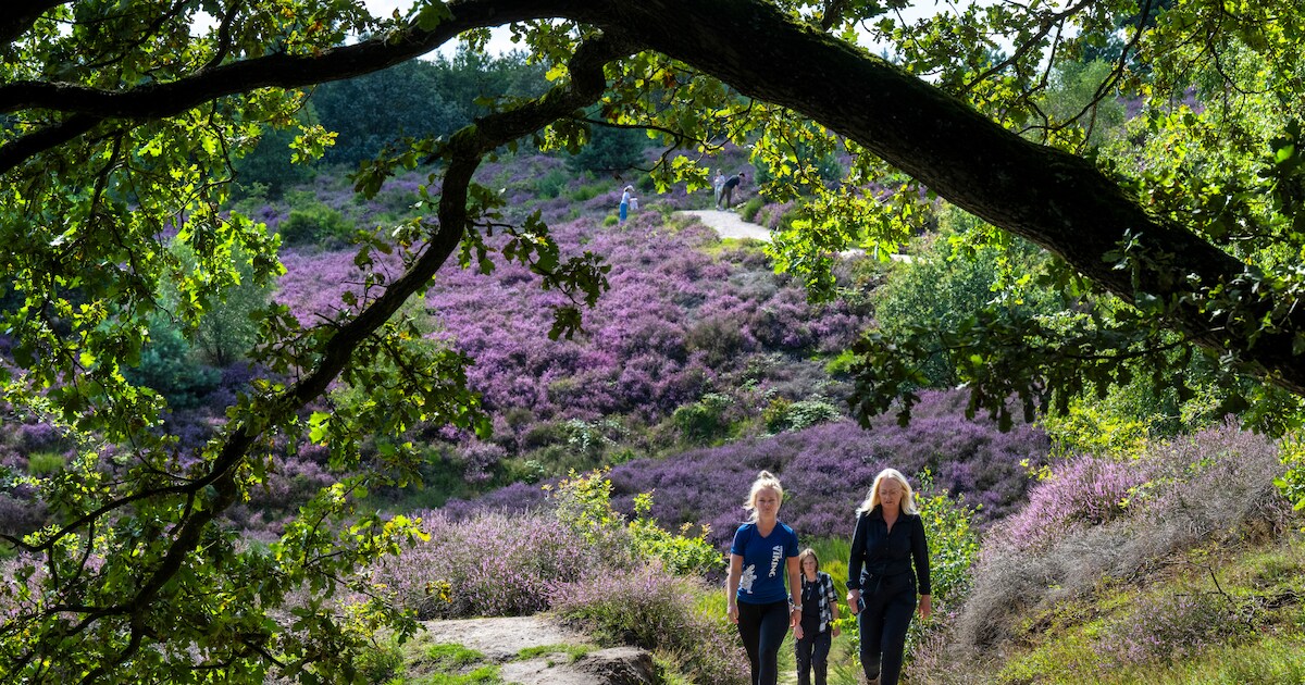 Drukte op de Veluwe, want de heide kleurt diep paars: ‘Nog niet eens op ...