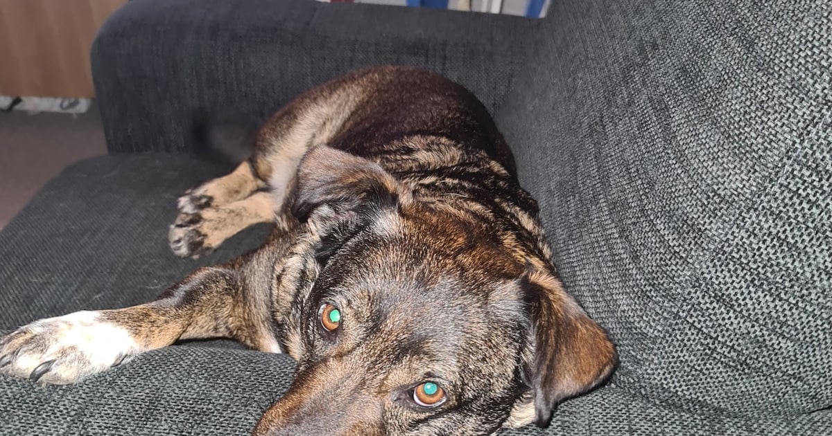 Heb jij Macy gezien? Dit huisdier wordt in Gulpen-Wittem vermist ...