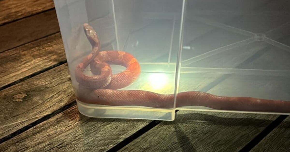 Stel vindt slang bij achterdeur van hun woning: ‘Iemand zijn rode ...
