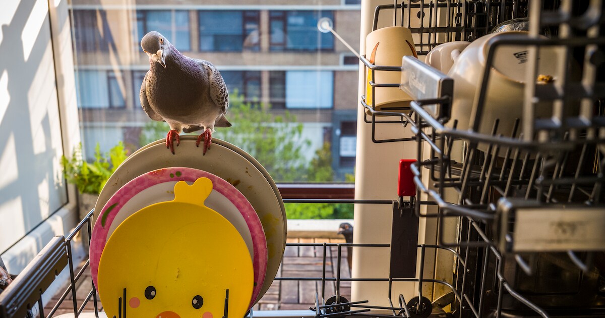 Natuurfotograaf Jasper Doest wint World Press Photo met serie over ...