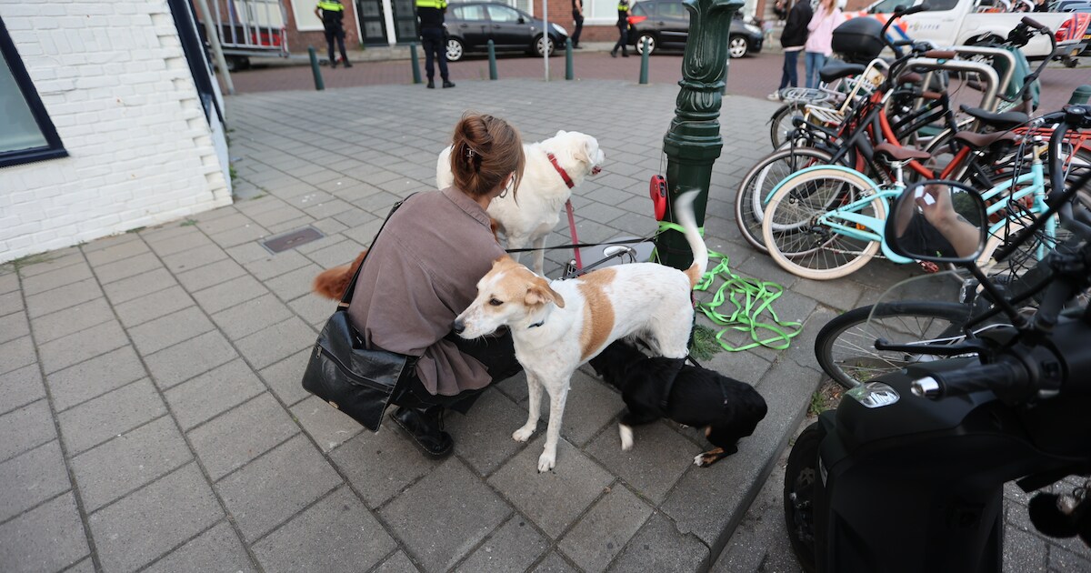 Meerdere dieren uit woning gehaald bij woningbrand in Den Haag | Den Haag | AD.nl