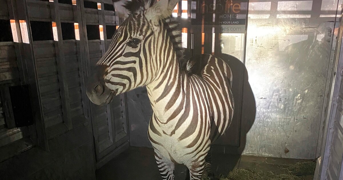 Zebra ontsnapt uit trailer en vermaakt zich zes dagen lang prima in de staat Washington ...