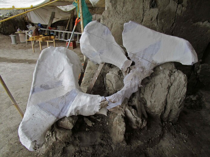 Archeologen ontdekken Mexicaanse mammoet met unieke genetische ...