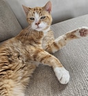 Heb jij Skipper, Gijs of Zazou gezien? Deze drie huisdieren worden in ...