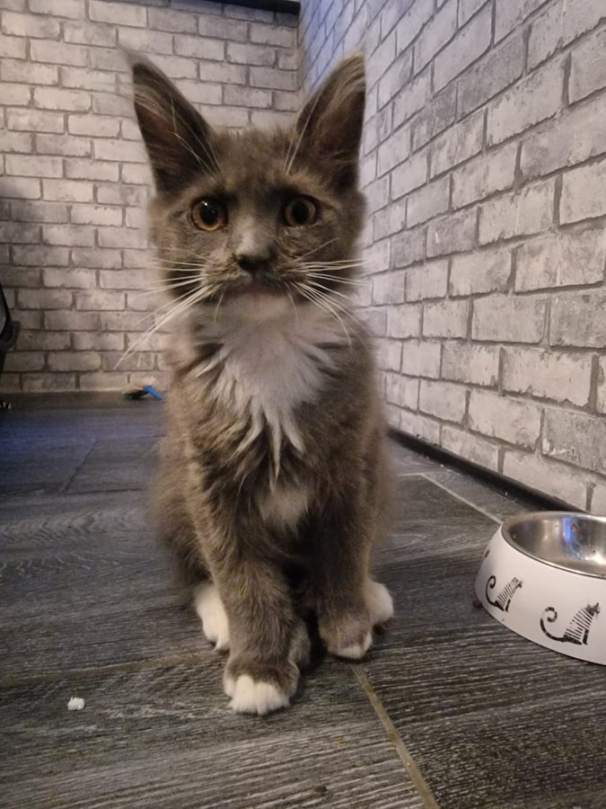 Heb jij Milo, Izzy of Shadow gezien? Deze vier huisdieren worden in ...