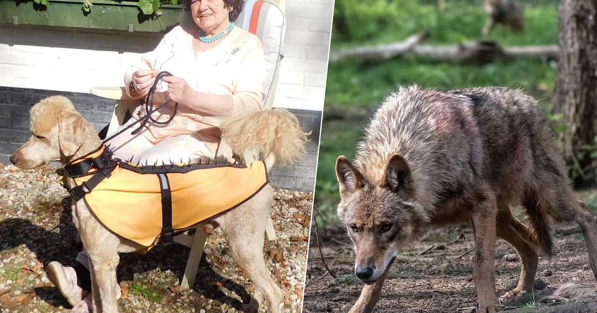 Dit stekelige 'anti-wolvenvest' moet honden beschermen tegen aanvallen ...