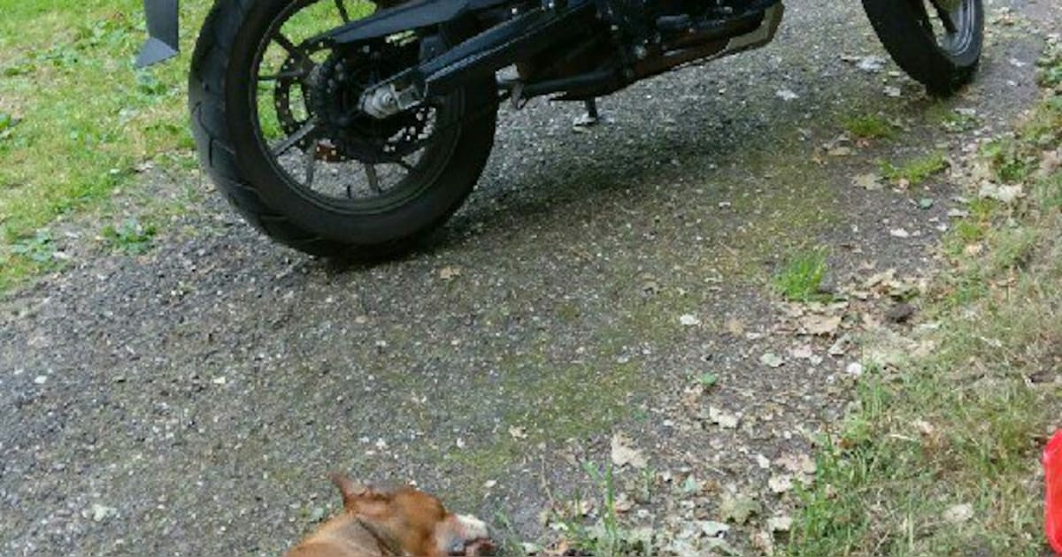 Dode hond gedumpt in boodschappentas | Rotterdam | AD.nl