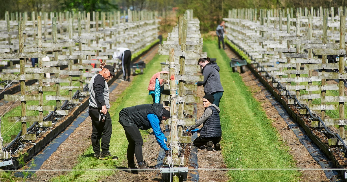 Dorpsraad verzet zich openlijk tegen huisvesting van arbeidsmigranten ...