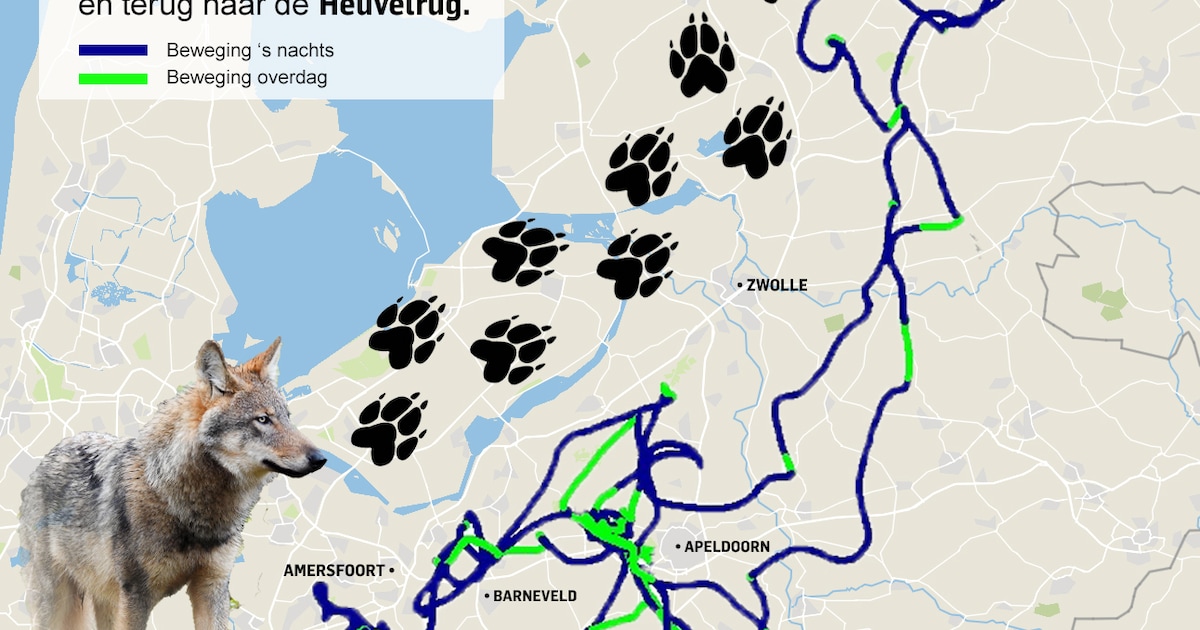 Primeur: zo wandelde en zwom de eerste ‘gps-wolf’ 2500 kilometer door ...
