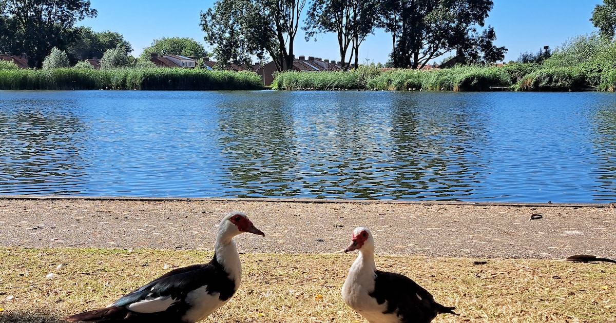 Poepende muskuseend is verslagen, Waddinxveen richt het vizier nu op ...