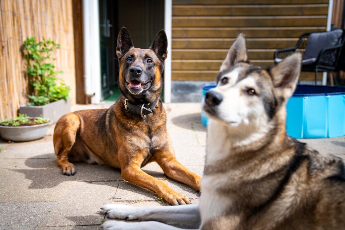 Dylan en Silke adopteerden een politiehond, en dat levert bijzondere ...