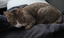 Heb jij Ibbeltje, Cheeto of Yuki gezien? Deze drie huisdieren worden in ...