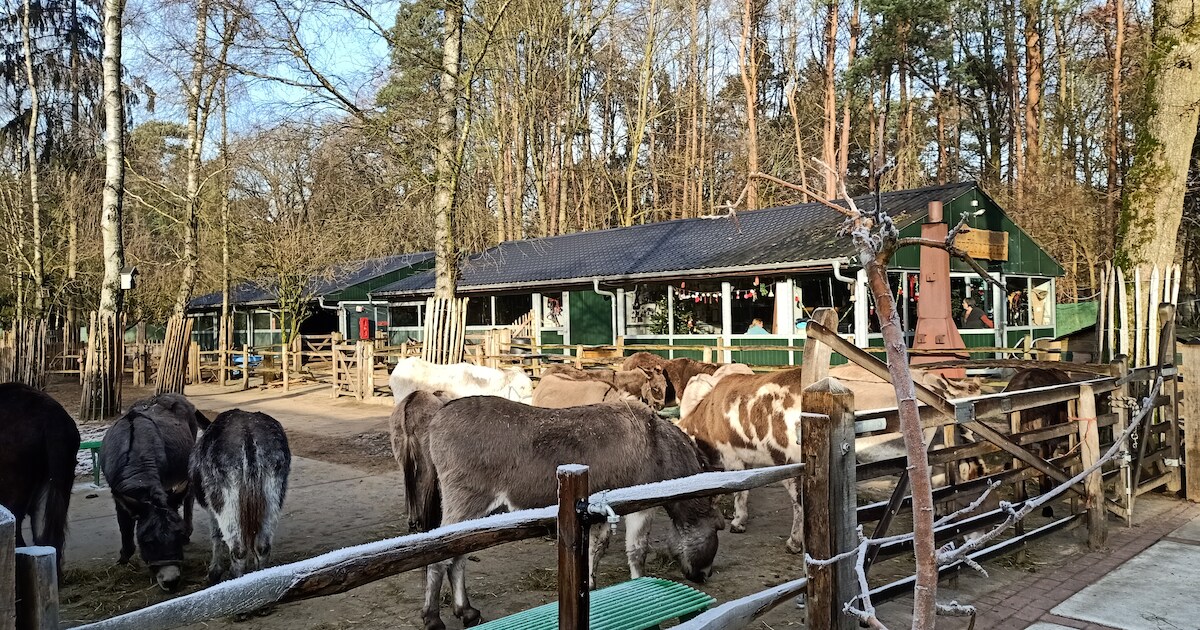 Ruim twee maanden ‘mijd de bossen’ in Zeist voor wolf Bram leidt tot ...