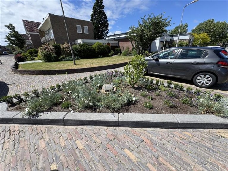 Witte Anjerperkje in Hippolytushoef opgeknapt | Foto | AD.nl