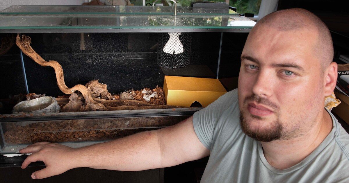 Buurt staat op stelten omdat Mike z’n python kwijt is: ‘Ik leg voor de ...