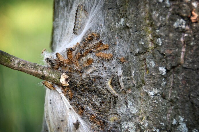 Rode Kruis: Nederlander doet het fout na insectenbeet of contact ...