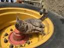 Heb jij Dex of Yoda gezien? Deze twee huisdieren worden in Leudal ...