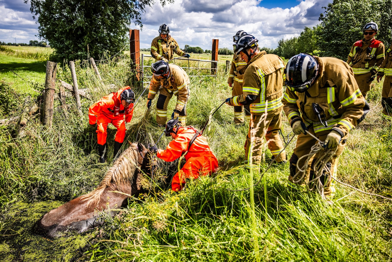 Paard belandt in sloot in Westmaas, brandweer zet reddingsactie op touw ...