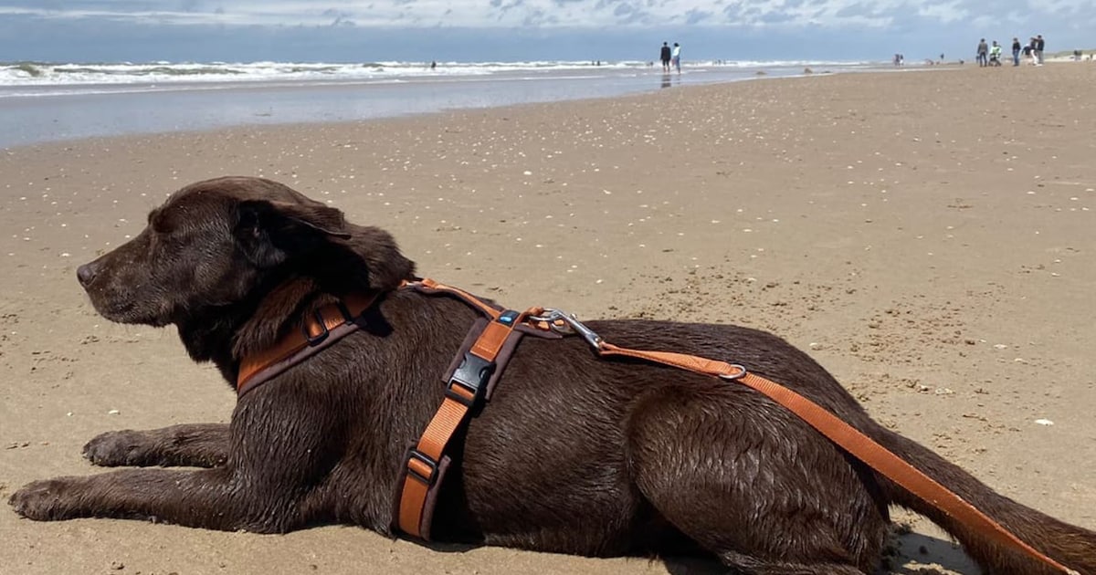 ‘Shadow weet hoe ze zich schuil moet houden’: massale zoektocht naar ...