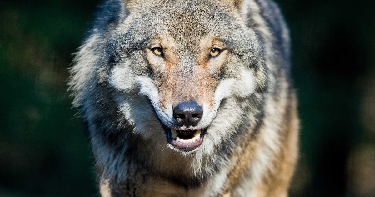 Alpenwolf zwerft door Noord- en Midden-Limburg: sporen in Nederweert en Well | Limburg | AD.nl